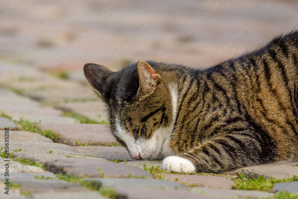 Eine getigerte Katze liegt auf Kopfsteinpflaster Stock Photo | Adobe Stock