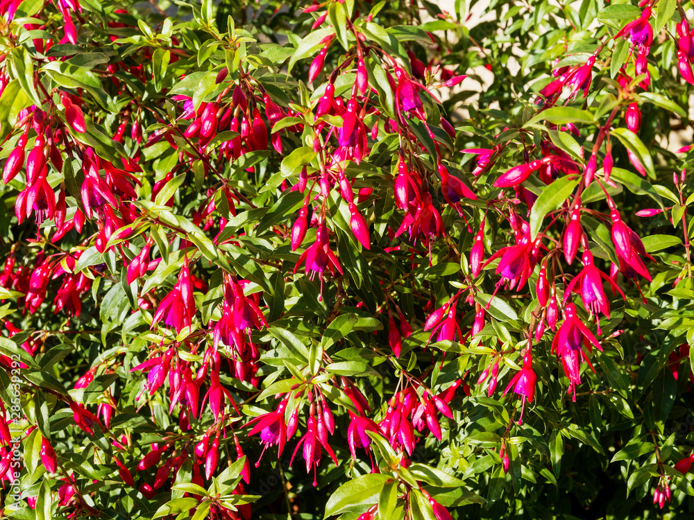 (Fuchsia magellanica) Massif de fuchsia de Magellan aux petites fleurs ...
