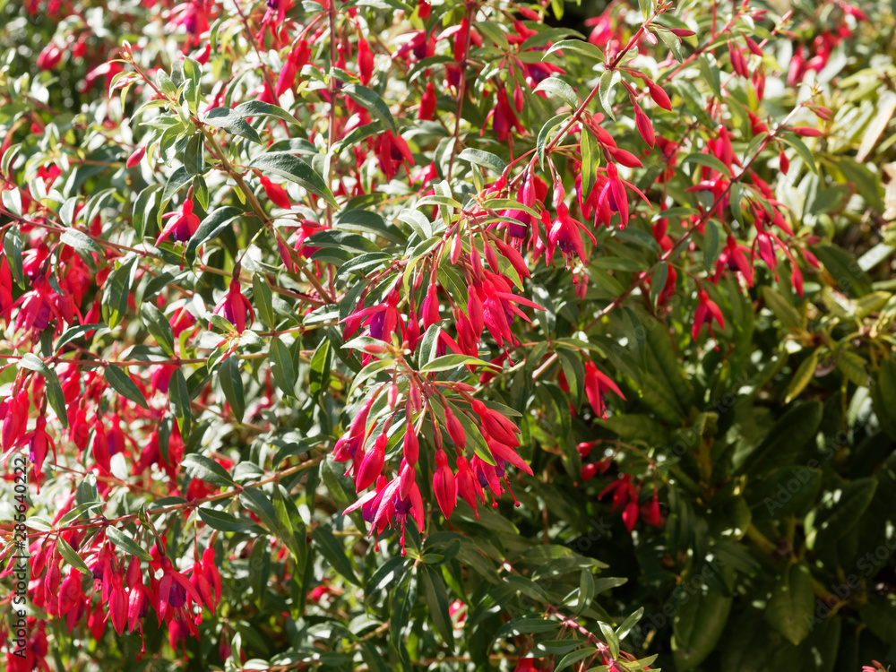 (Fuchsia magellanica) Massif de fuchsia de Magellan aux petites fleurs ...