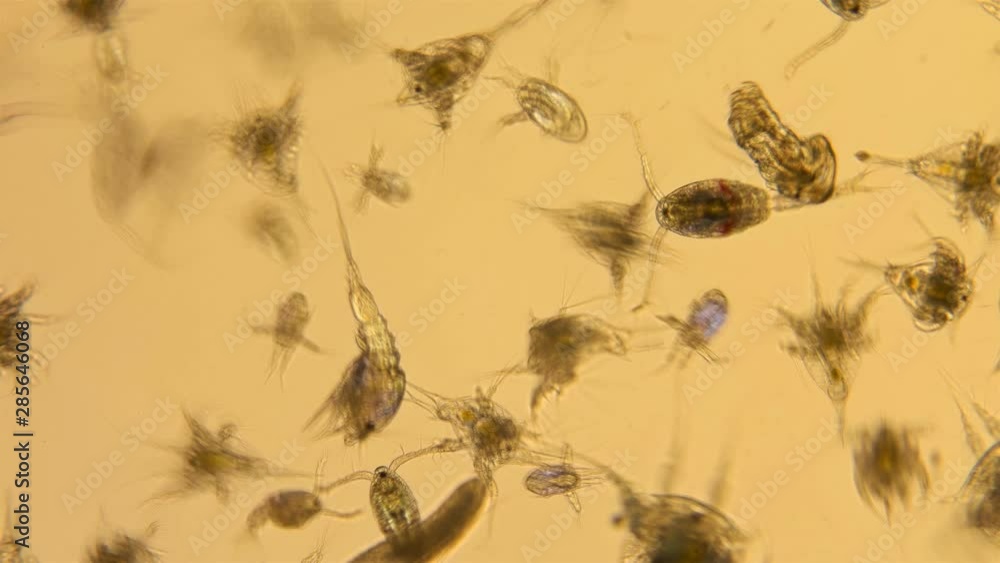 Black Sea plankton and zooplankton under a microscope, the diversity of ...