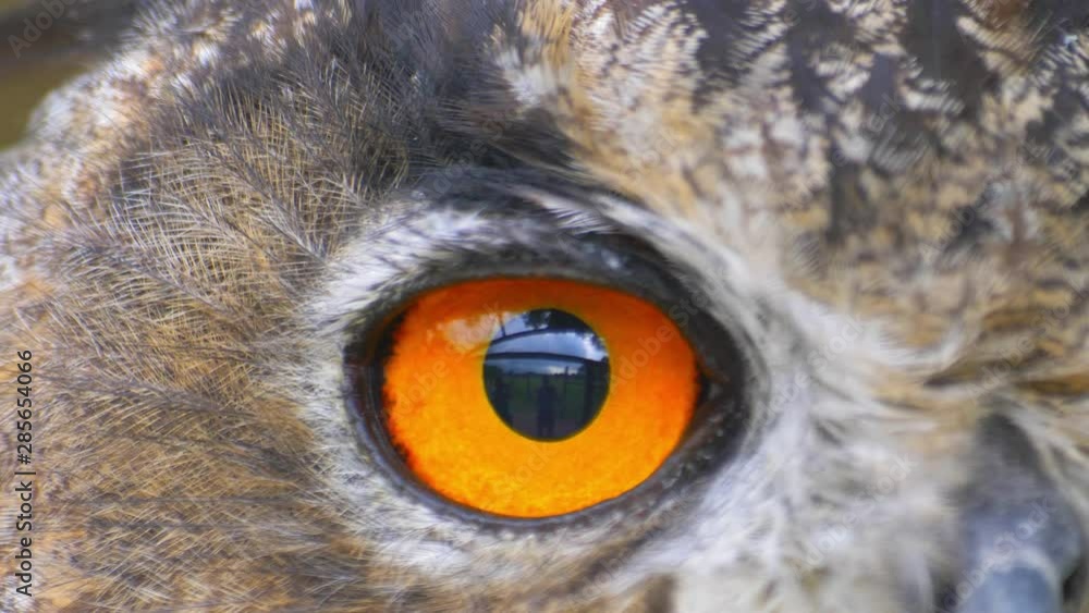 Owl Looking Around with Big Orange Eyes Close Up Stock Video | Adobe Stock