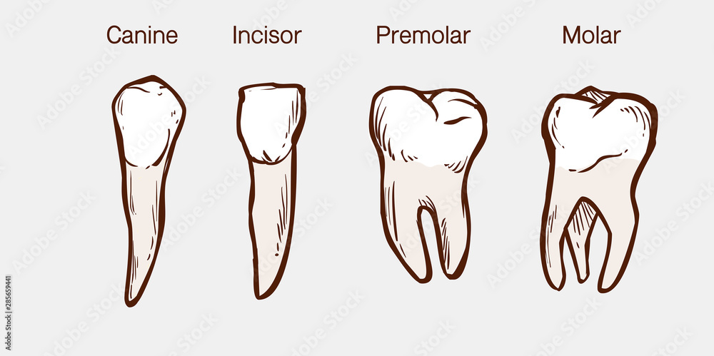 Types of human teeth vector illustration Stock Vector | Adobe Stock
