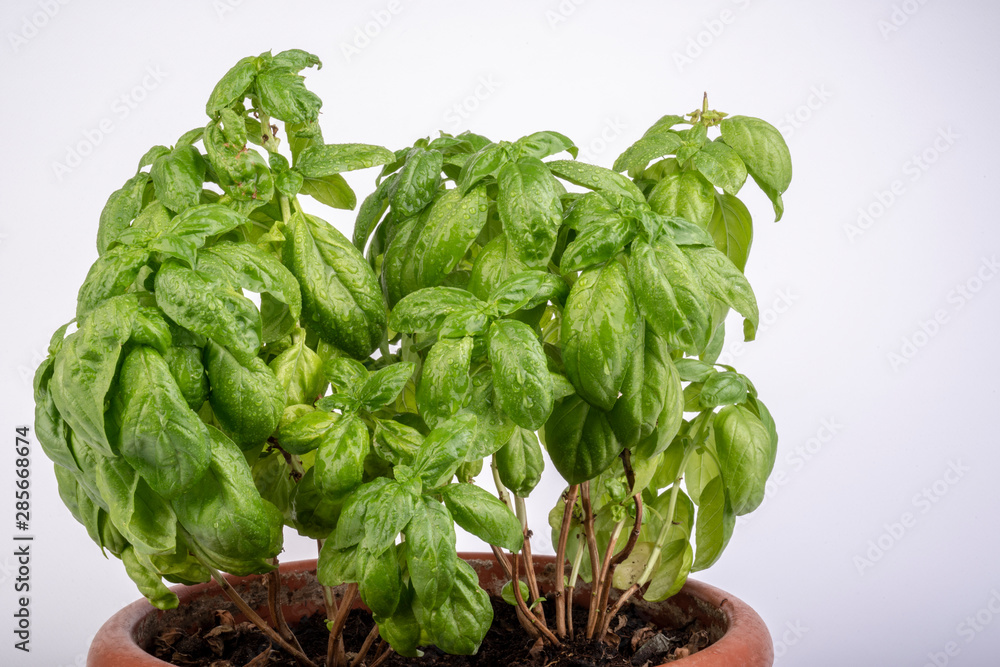 Basilico verde fresco Stock Photo | Adobe Stock