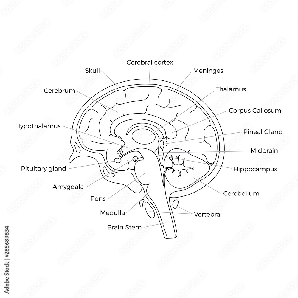 Vector illustration of human brain anatomy Stock Vector | Adobe Stock