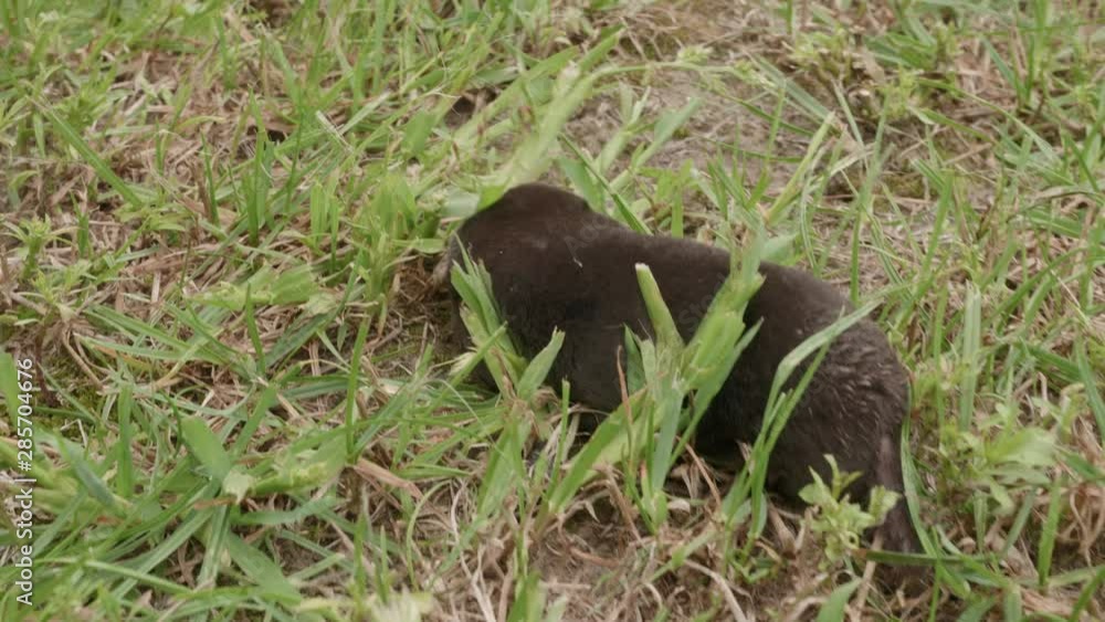 A mole is running through the grass. The mole is caught with his bare ...