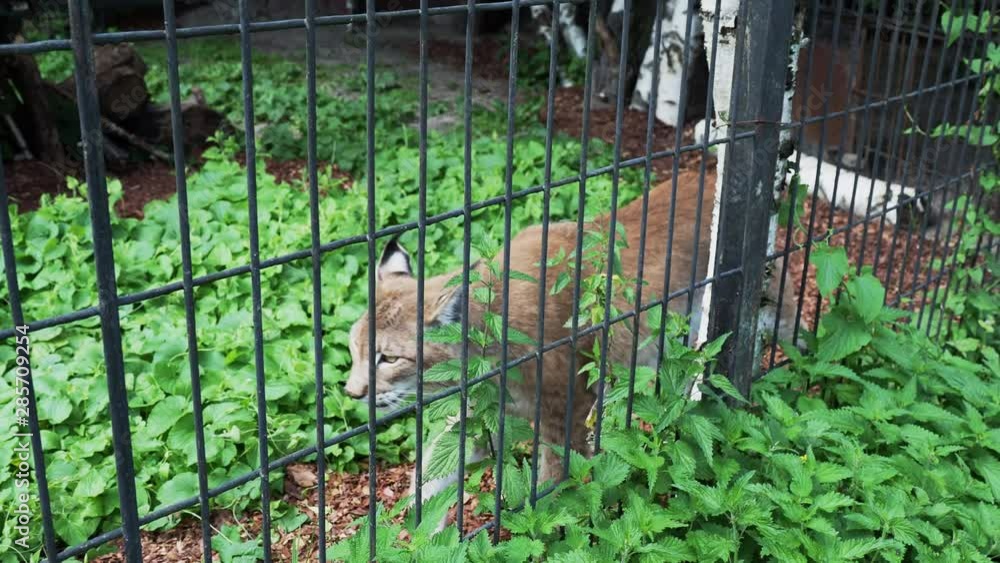 Siberian lynx Lynx wrangeli , also known as East Siberian lynx. Furry ...