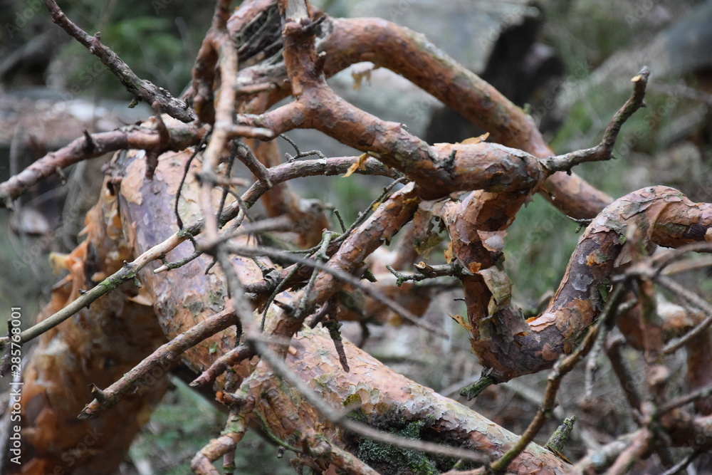 branches of a tree Stock Photo | Adobe Stock