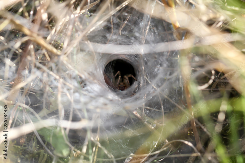 Netz einer Trichternetzspinne versteckt im Gras Stock Photo | Adobe Stock
