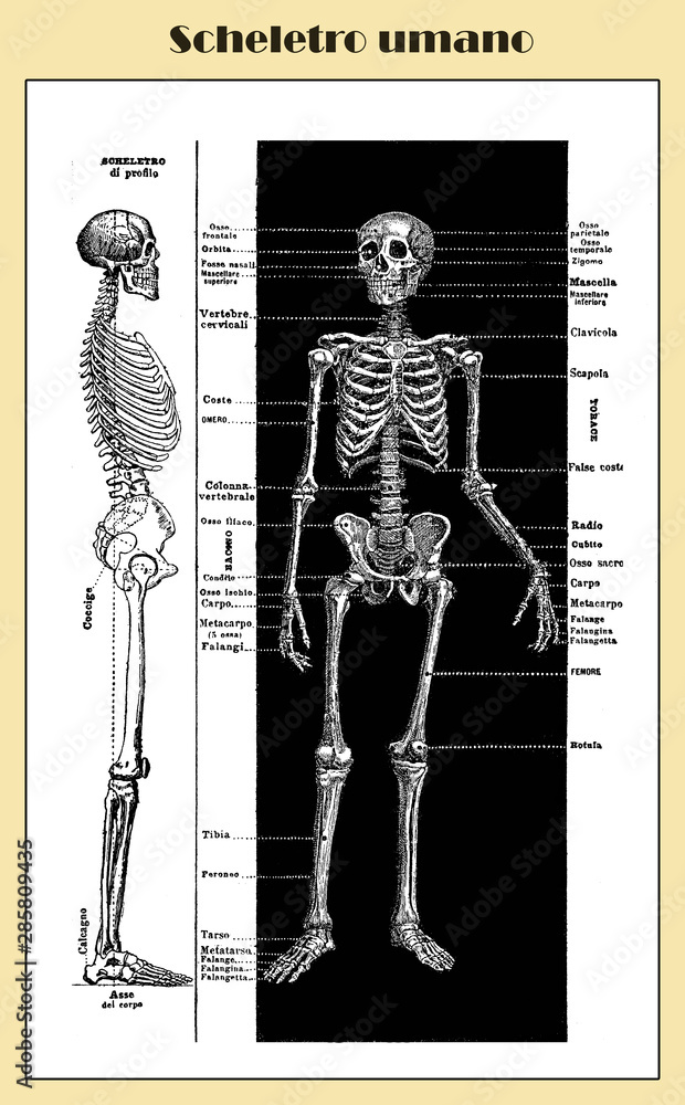 Anatomy, human complete bone skeletal structure front and lateral with ...