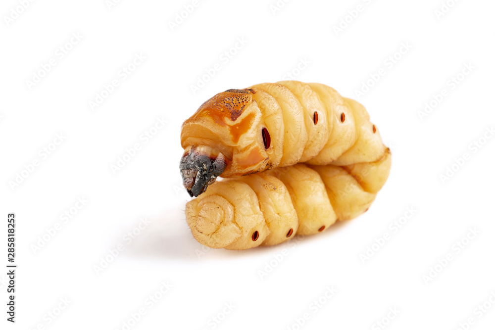 Beetle Worm of Scarab Beetle is dangerous insect pest with Mango tree ...