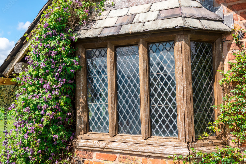 Old leaded window with wooden windowframe and clematis by the side ...