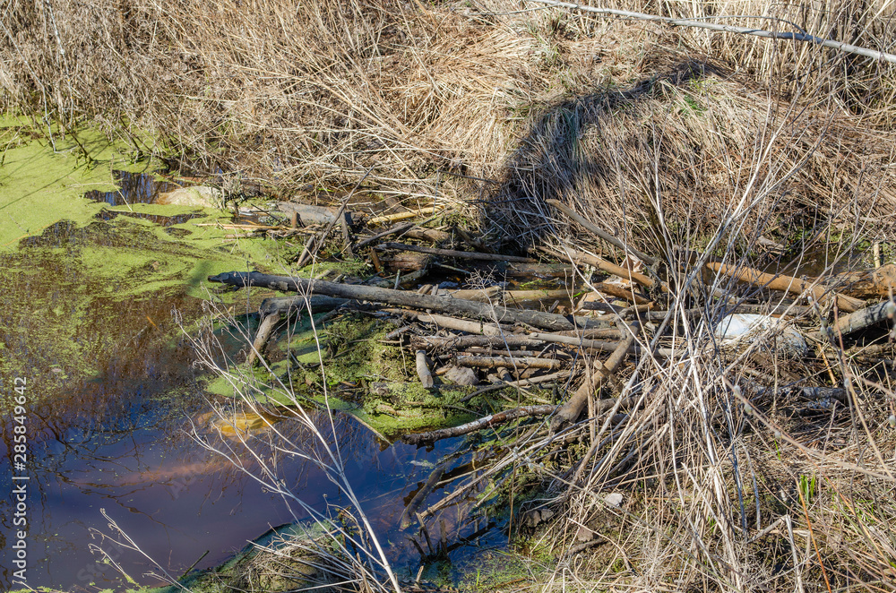 Typical beaver dam and swamp. Beaver dams or beaver impoundments are ...