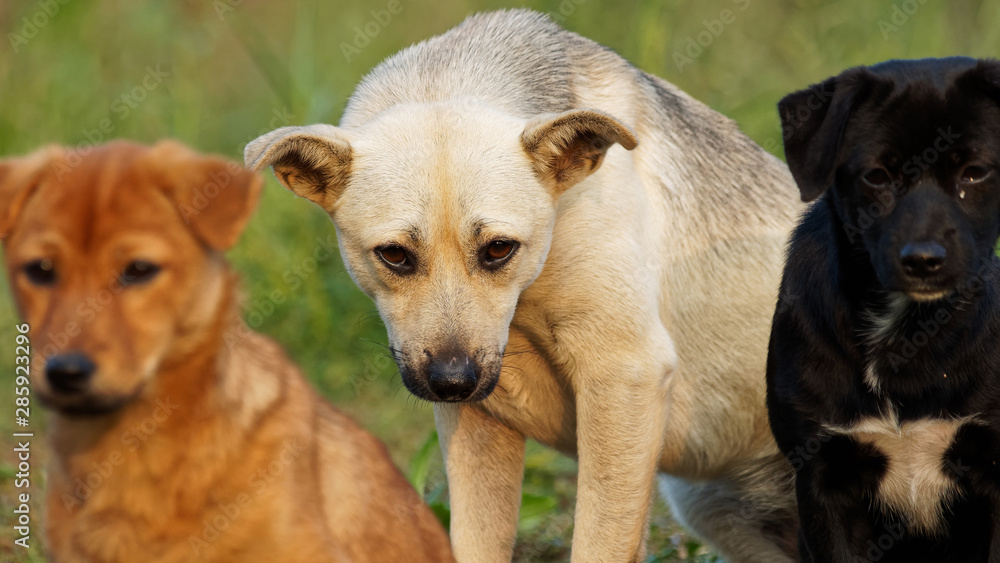 Chinese Rural Dog