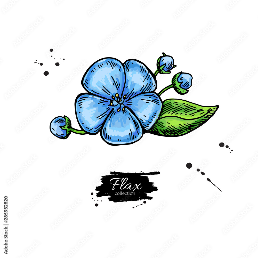 Flax flower vector superfood drawing. Isolated hand drawn illustration ...