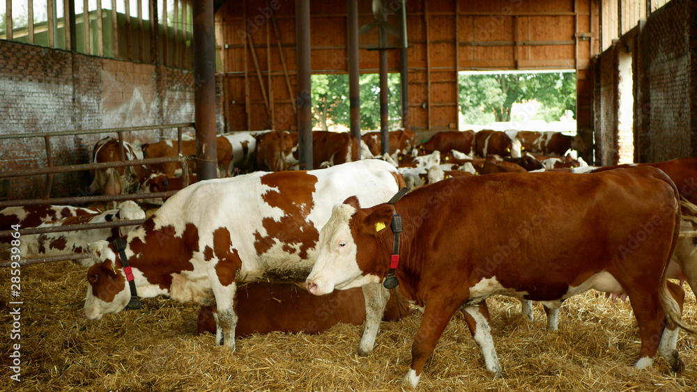 Cows bio farm organic farming, feed pets, tourists admire happy dairy ...