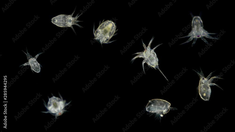 Stockvideon Microscopic Black Sea plankton and zooplankton, Nauplius ...