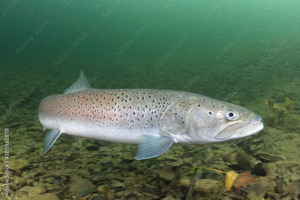 Common huchen (Hucho hucho) swimming in nice river. Beautiful salmonid ...