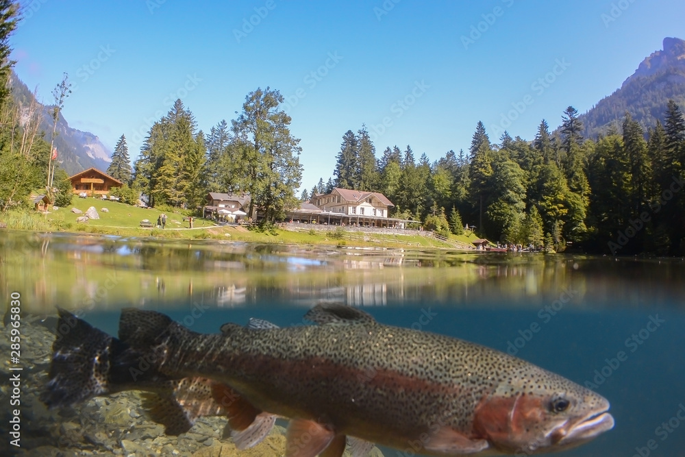 Fantastic panorama of blausee lake / Blausee, Switzerland. Picturesque ...