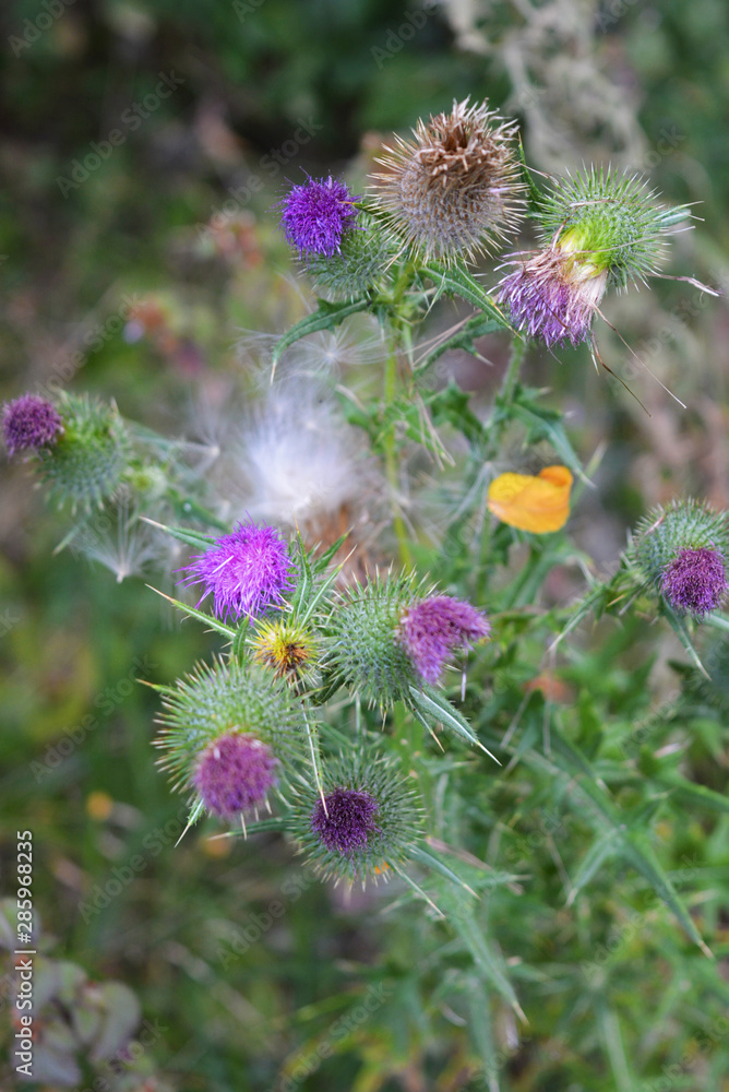 Very unusual flowers and inflorescences of the common thistle with ...