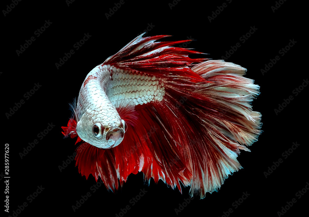 White And Red Betta Fish