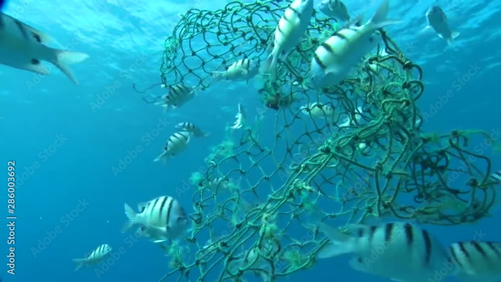 Underwater view of a broken net which could ensnare and trap marine ...