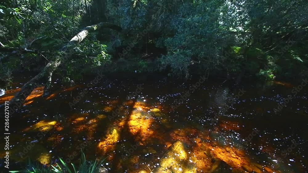 The soft quiet steams that run through the Knysna forest goudveld ...