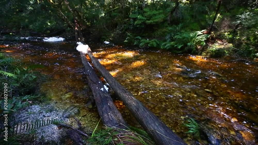The soft quiet steams that run through the Knysna forest goudveld ...