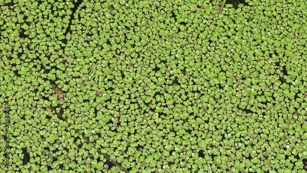 (Lemna minor) the common duckweed or lesser duckweed, is an aquatic ...