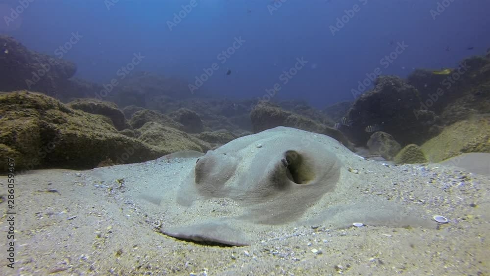 Cowtail Stingray, Fantail Sting Ray, Or Bull Ray Stingray Close Up ...
