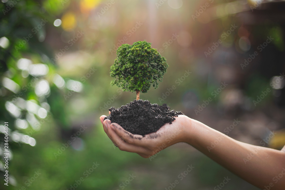 Tree planting on volunteer family's hands for eco friendly and ...