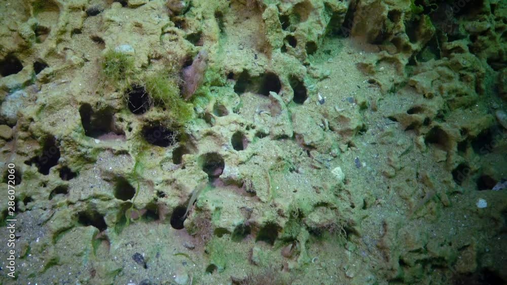 The fish Tentacled blenny (Parablennius sp.) lives in a mink, in clay ...