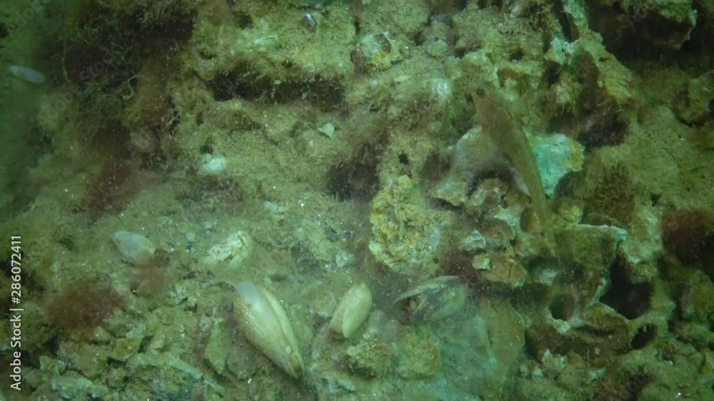 The fish Tentacled blenny (Parablennius sp.) eats shellfish dug from ...