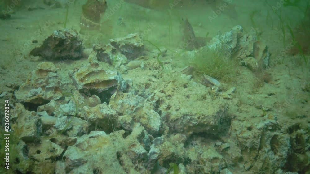 The fish Tentacled blenny (Parablennius sp.) eats shellfish dug from ...