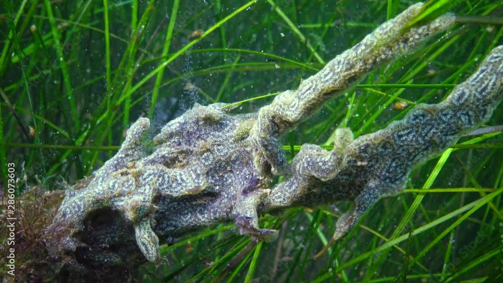 Botryllus schlosseri, commonly known as the star ascidian or golden ...