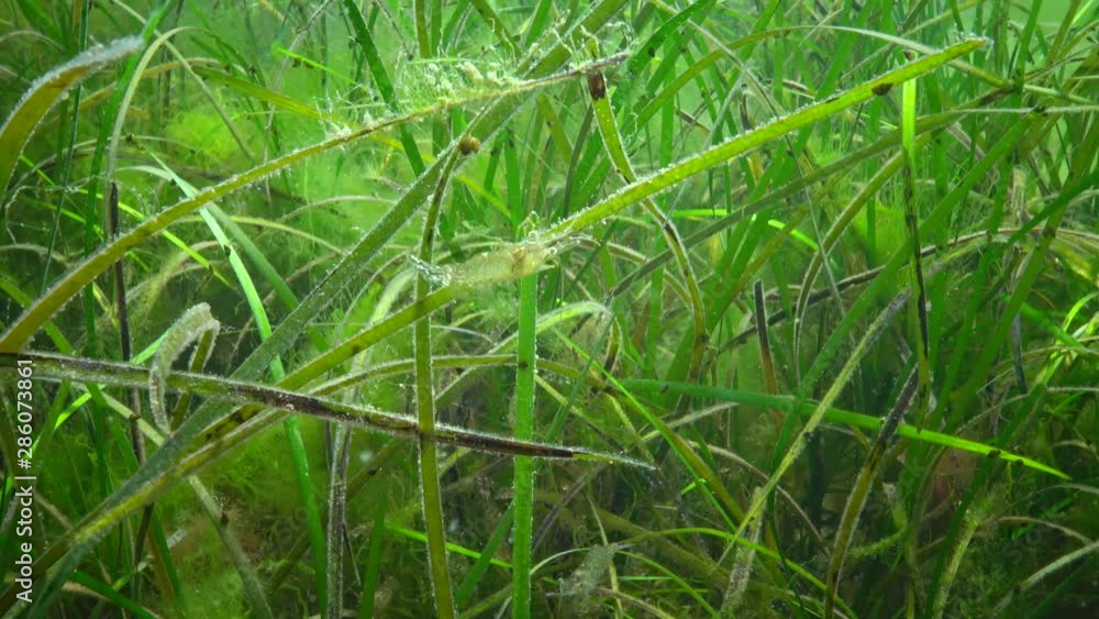 Seagrass, Dwarf eelgrass (Zostera noltei) at the bottom in the sea bay ...