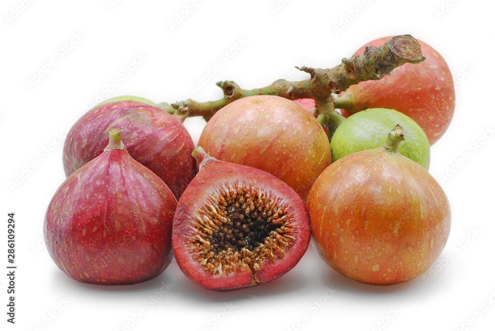 Ficus racemosa isolated on white background Stock Photo | Adobe Stock