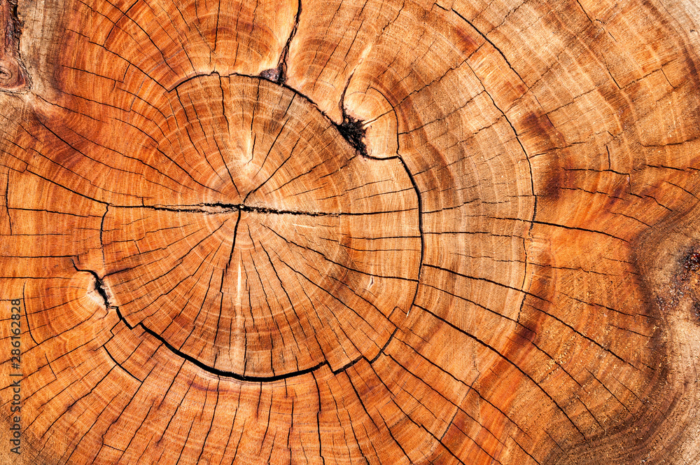 cross section of the tree Stock Photo | Adobe Stock