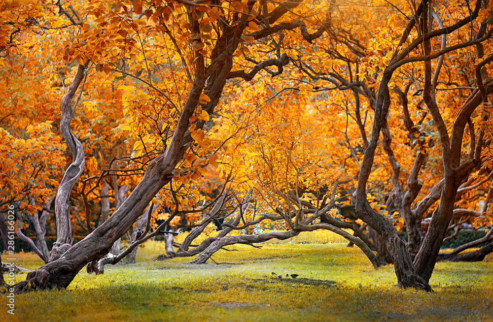 Awesome Pictures Of Trees