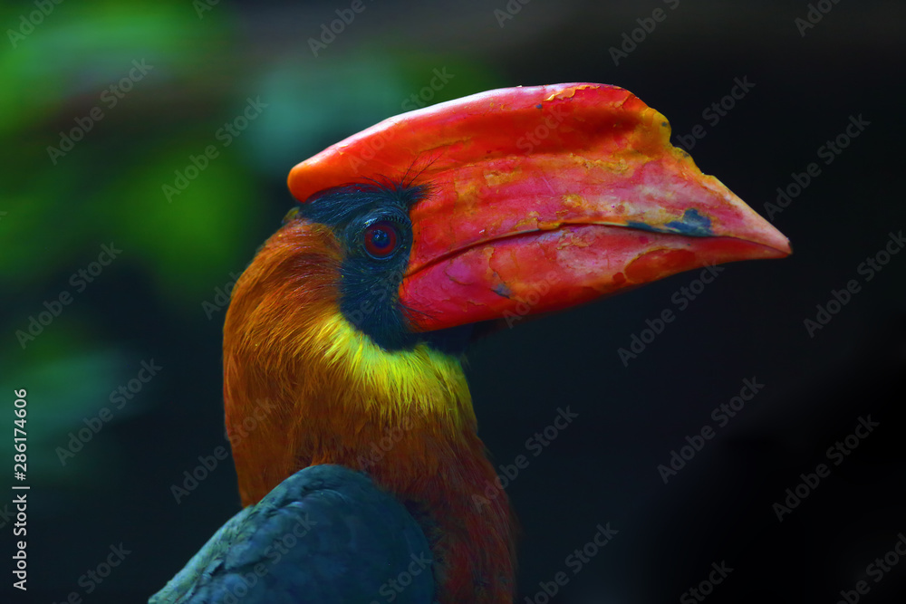 The rufous hornbill (Buceros hydrocorax), also known as the Philippine ...