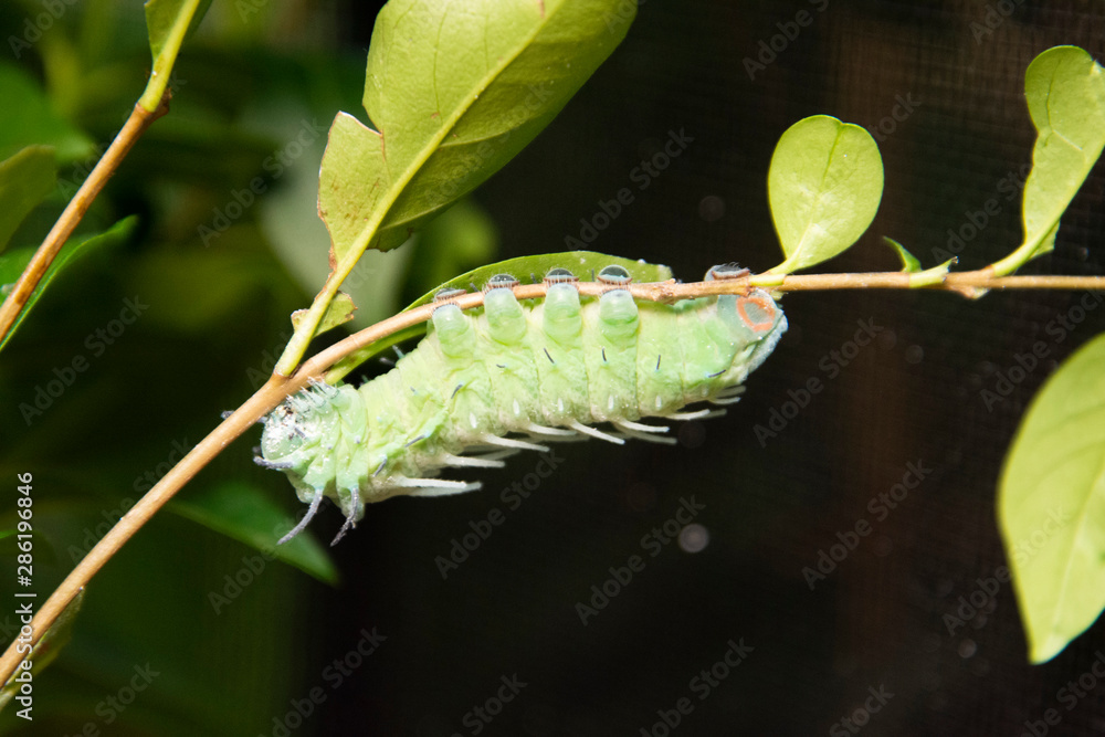 Green caterpillar in the stage of cocoon formation on green leaf ...