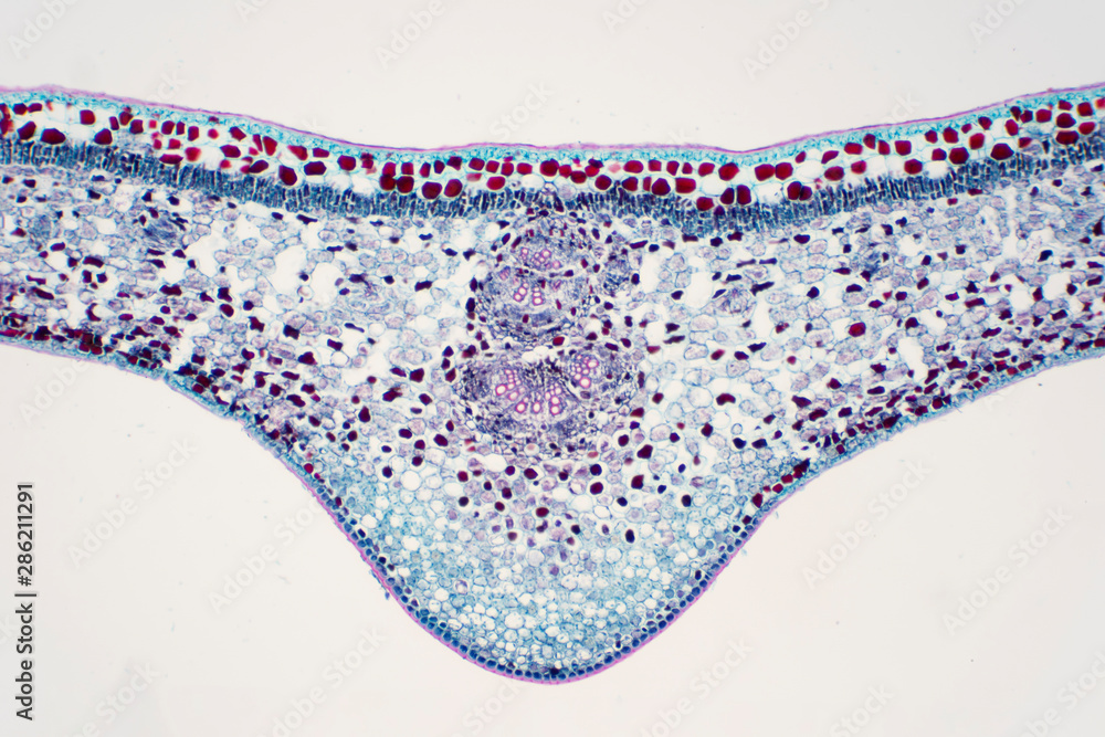 Leaf Cross Section Microscope