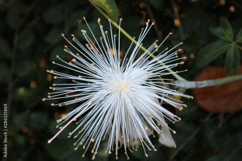 flower Stock Photo | Adobe Stock