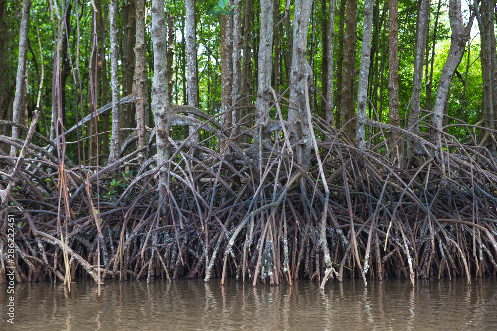 The picture highlights the roots of mangrove trees. In the fertile ...