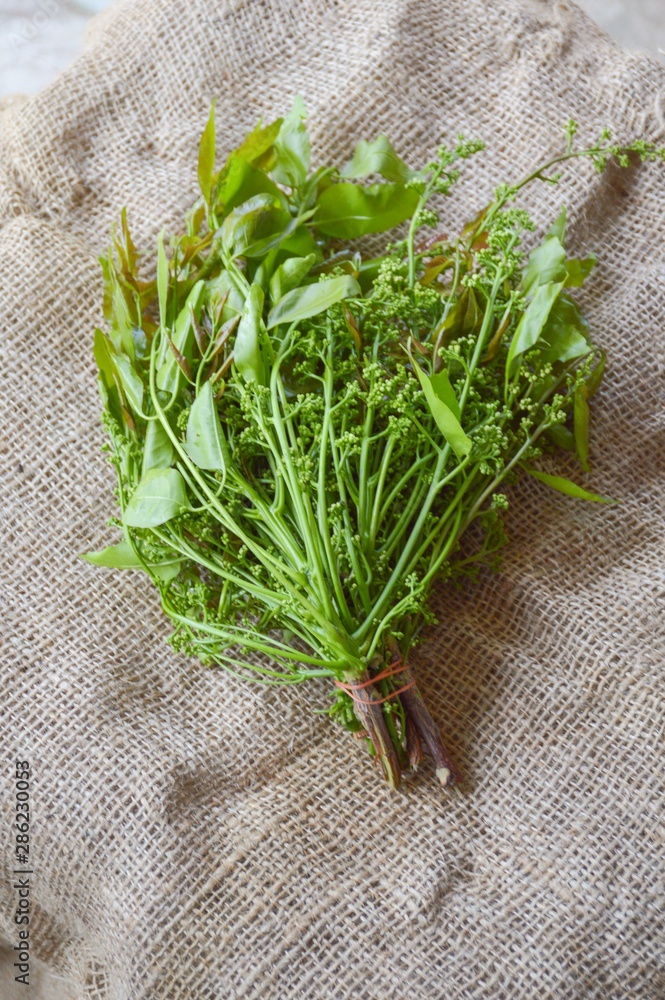 Neem leaves on old fabric - Azadirachta indica Stock Photo | Adobe Stock