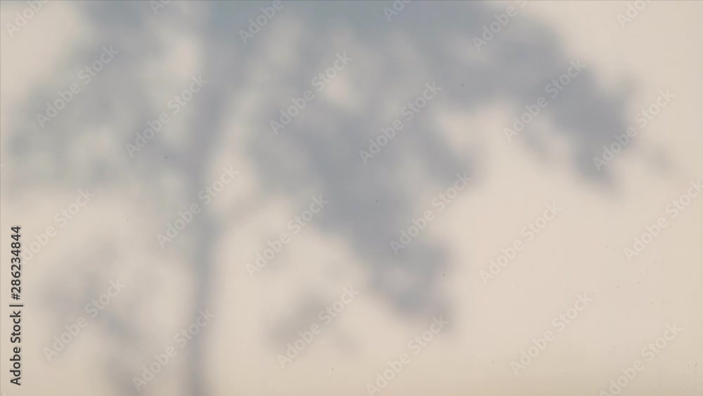 Shadow background of natural tree leaves on white wall texture for ...