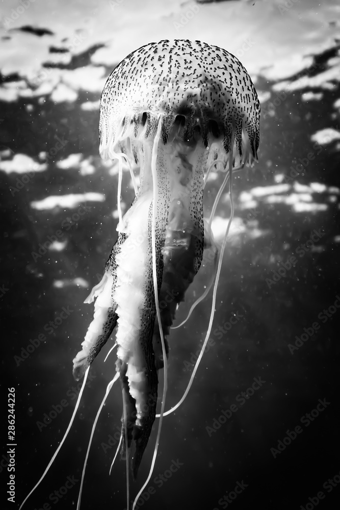 Méduse en noir et blanc Stock Photo | Adobe Stock