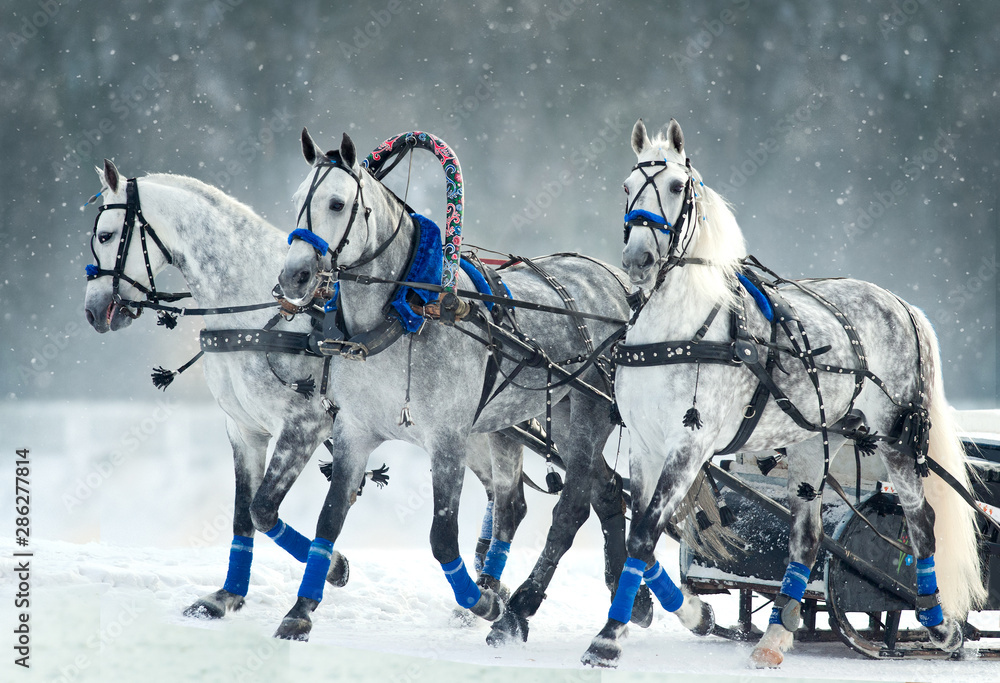 russian troika running in winter Stock-Foto | Adobe Stock