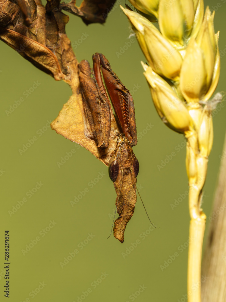 Ghost Praying Mantis