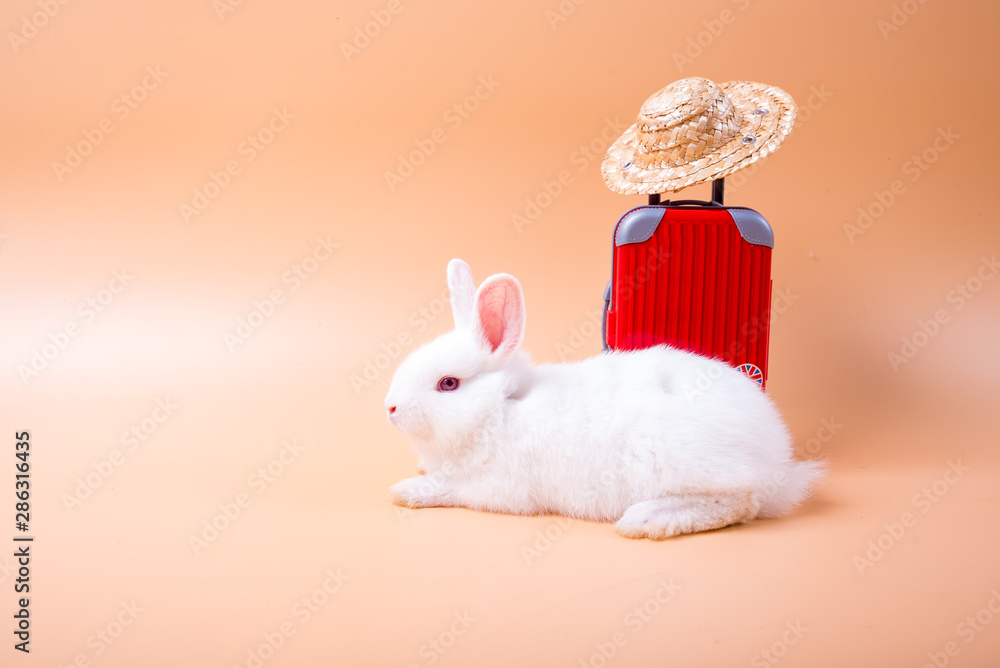 Cute Bunnies In Hats