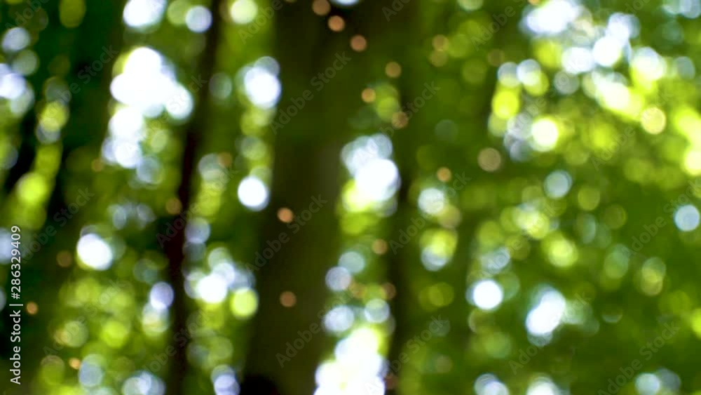Swarm of mosquitos flying around in the green forest. A lot of ...